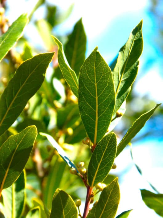 Los laureles de Cortegada, historia, mitos y tradiciones - Isla De ...